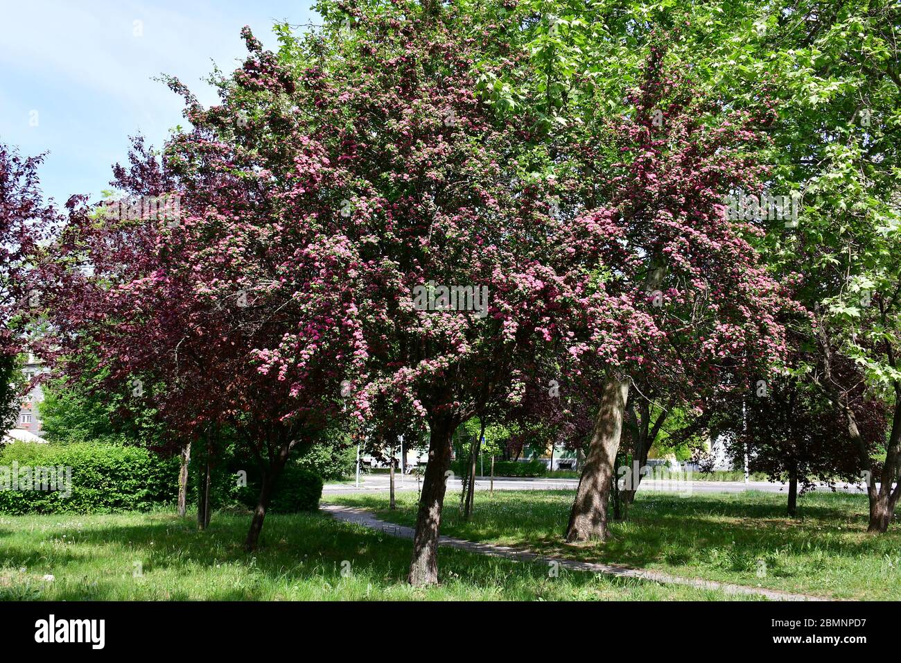 Mayflower tree flower hi-res stock photography and images - Alamy