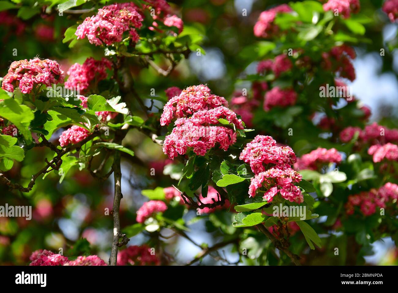 midland hawthorn, English hawthorn, woodland hawthorn or mayflower'Paul ...