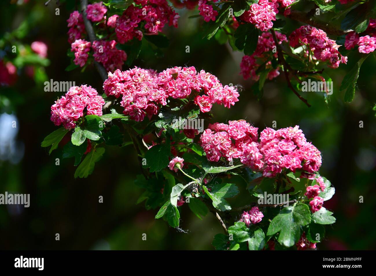 midland hawthorn, English hawthorn, woodland hawthorn or mayflower'Paul ...