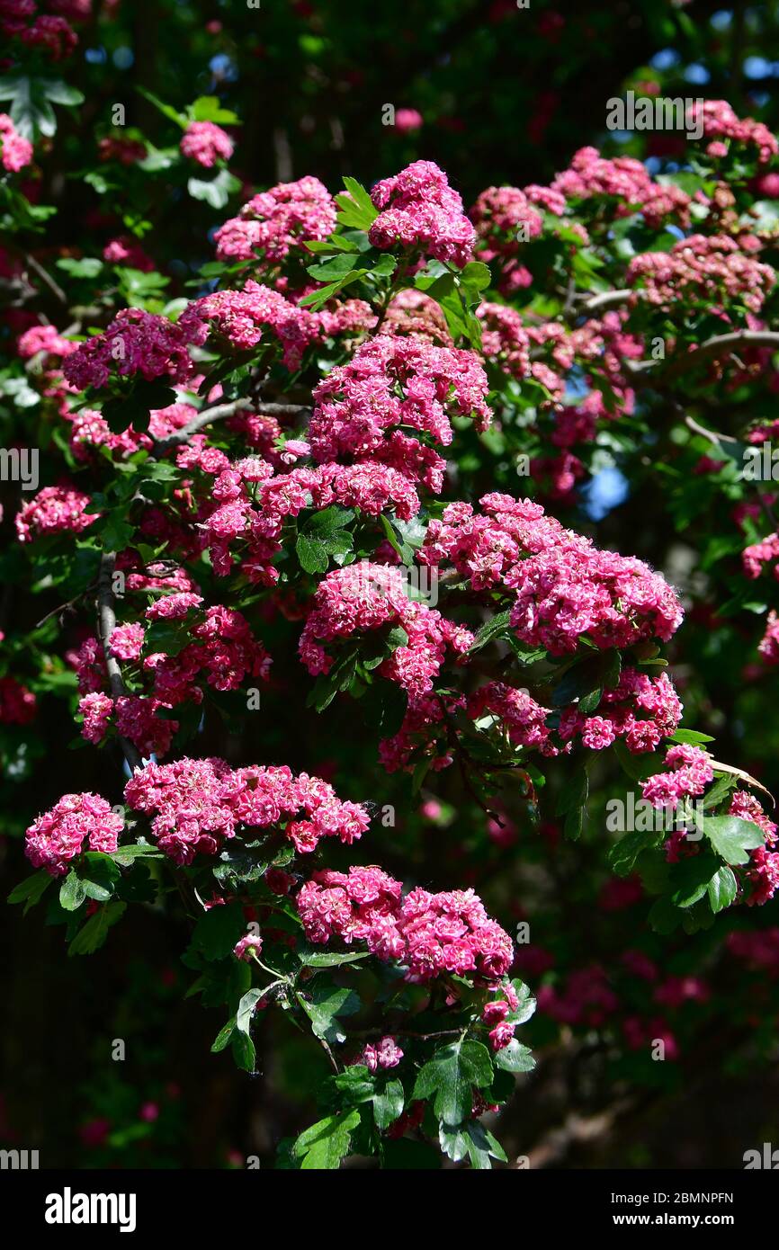 midland hawthorn, English hawthorn, woodland hawthorn or mayflower'Paul ...