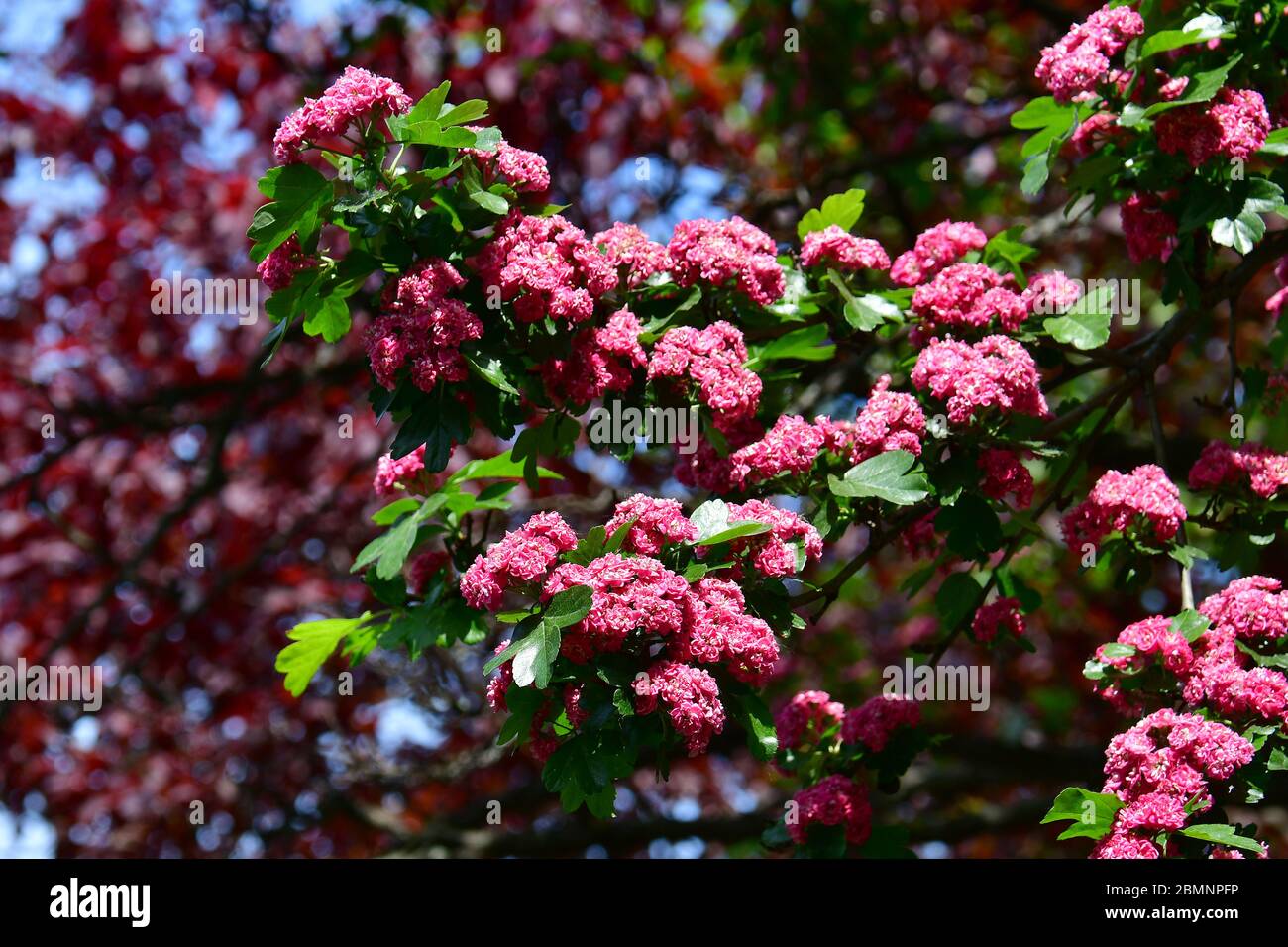 midland hawthorn, English hawthorn, woodland hawthorn or mayflower'Paul ...