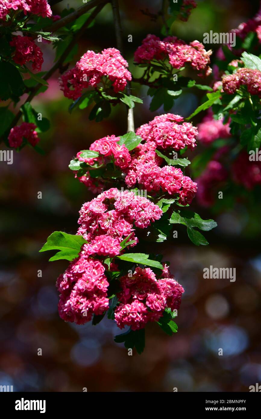 midland hawthorn, English hawthorn, woodland hawthorn or mayflower'Paul ...