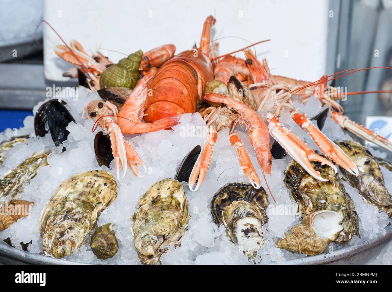 Fine selection of crustacean for dinner. Lobster, crab and jumbo shrimps and oysters on dark ...