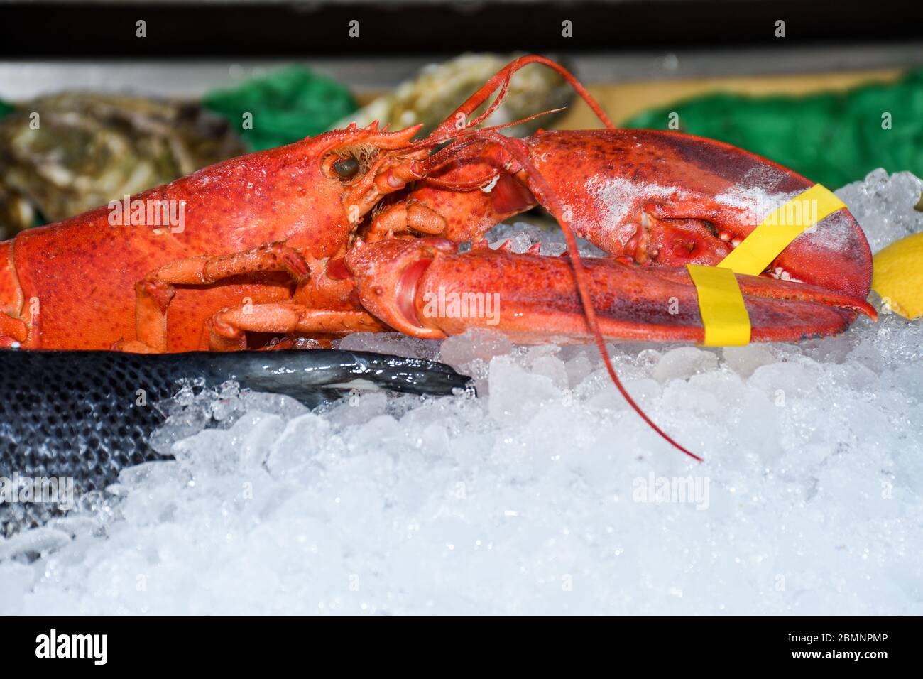 Fine selection of crustacean for dinner. Lobster, crab and jumbo shrimps and oysters on dark ...