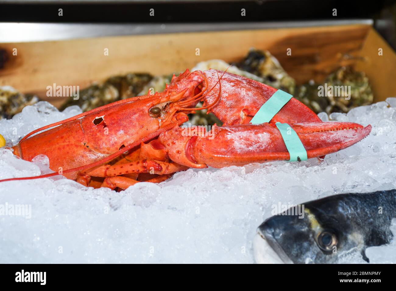 Fine selection of crustacean for dinner. Lobster, crab and jumbo shrimps and oysters on dark ...