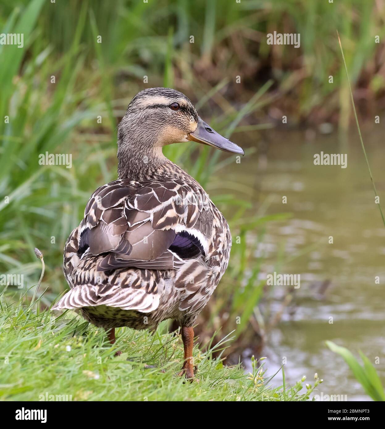 Female Mallard Duck Stock Photo - Alamy