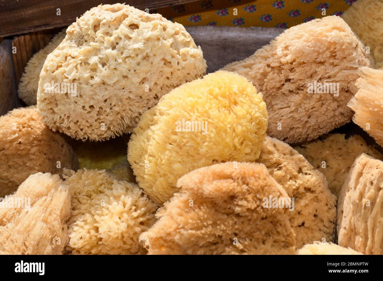 Natural Sponge Natural Sea Sponges For Cleaning And Washing Closeup Spa