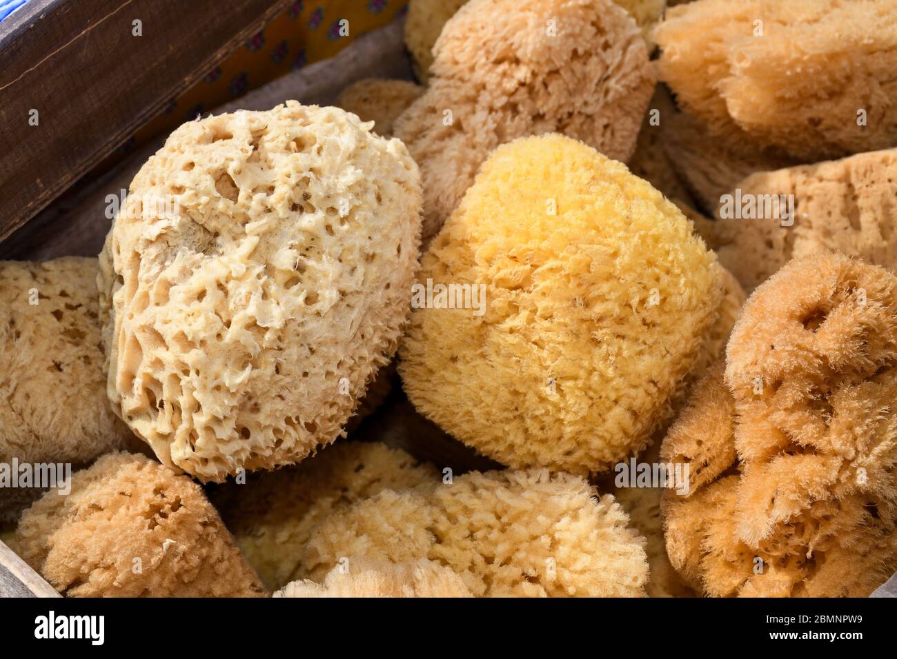 Natural sponge.Natural sea sponges for cleaning and washing closeup.Spa ...
