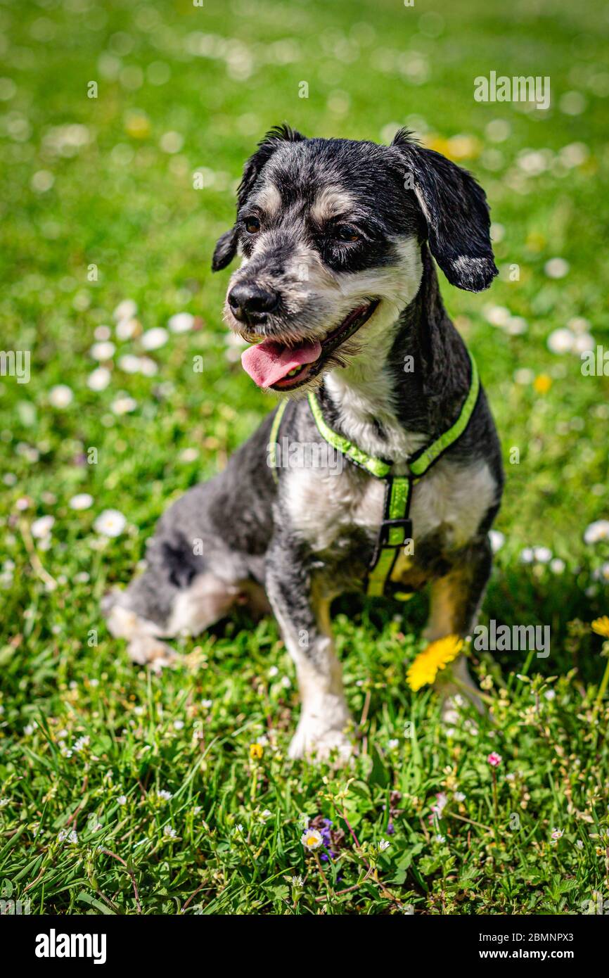 Havanese dog hi-res stock photography and images - Alamy