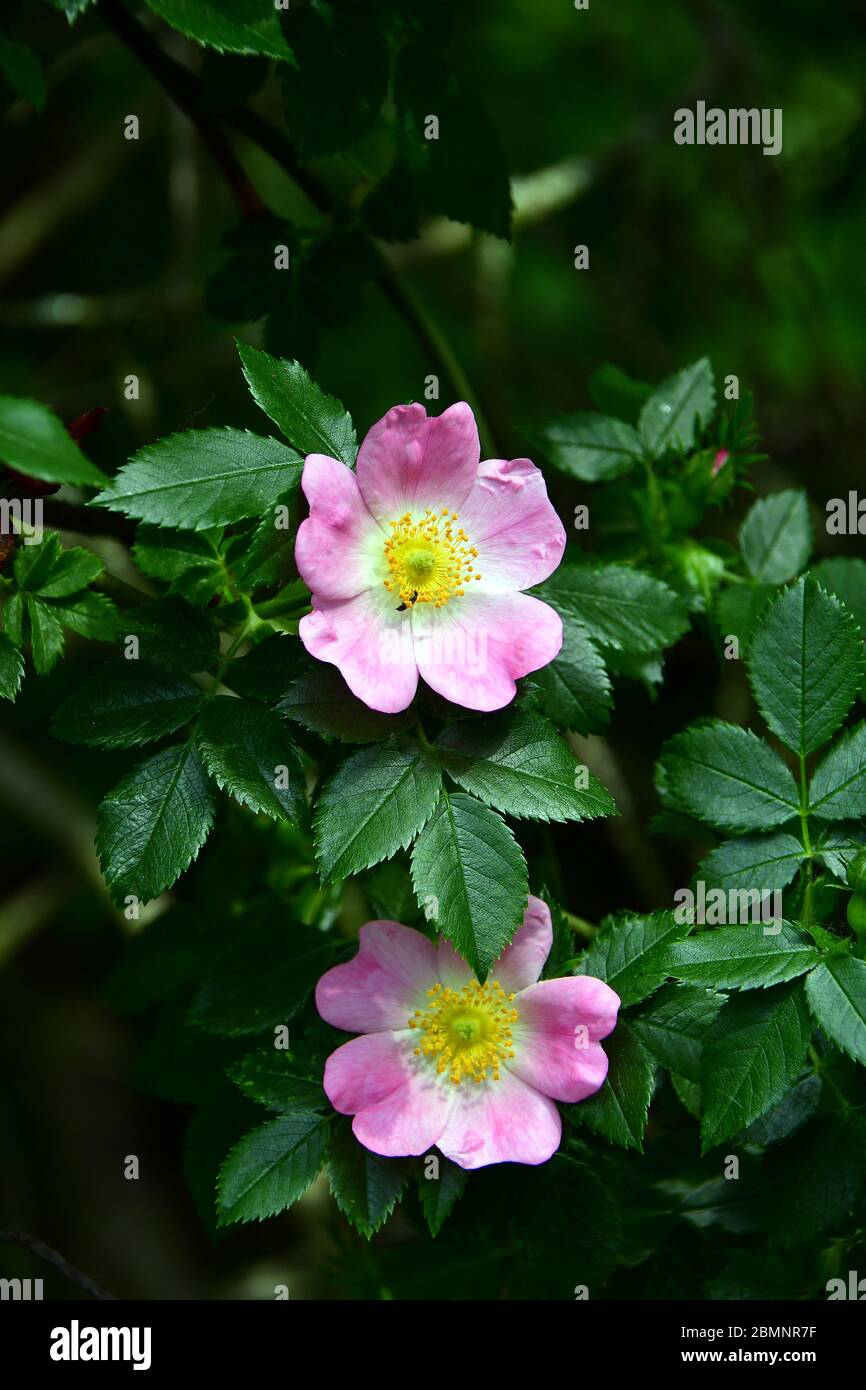 dog rose, Hunds-Rose, Rosa canina, vadrózsa Stock Photo - Alamy