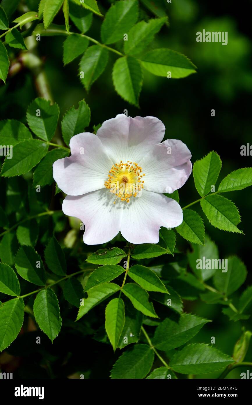 dog rose, Hunds-Rose, Rosa canina, vadrózsa Stock Photo - Alamy