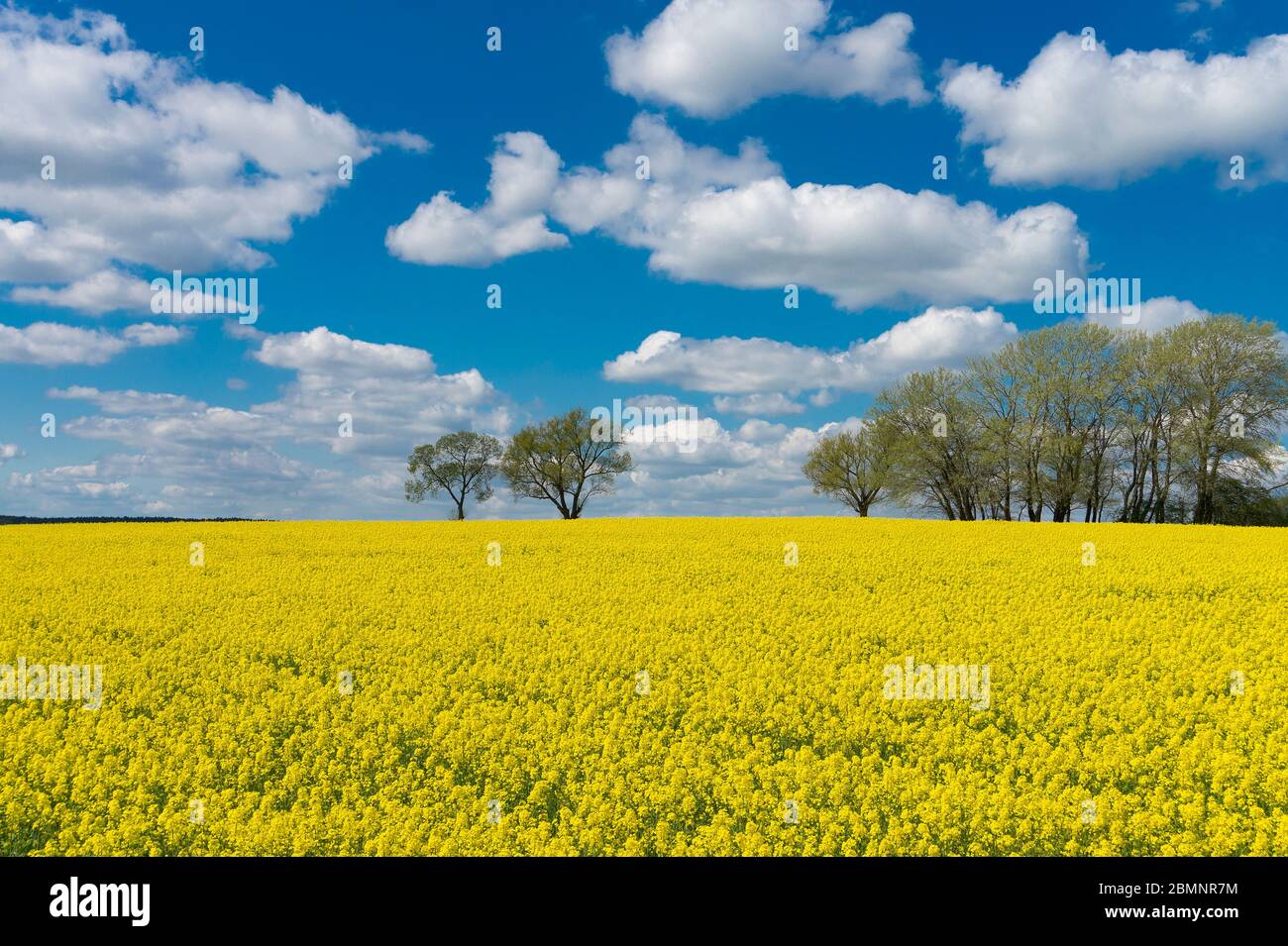 Vivid colors of yellow field in rural landscape with two distant ...