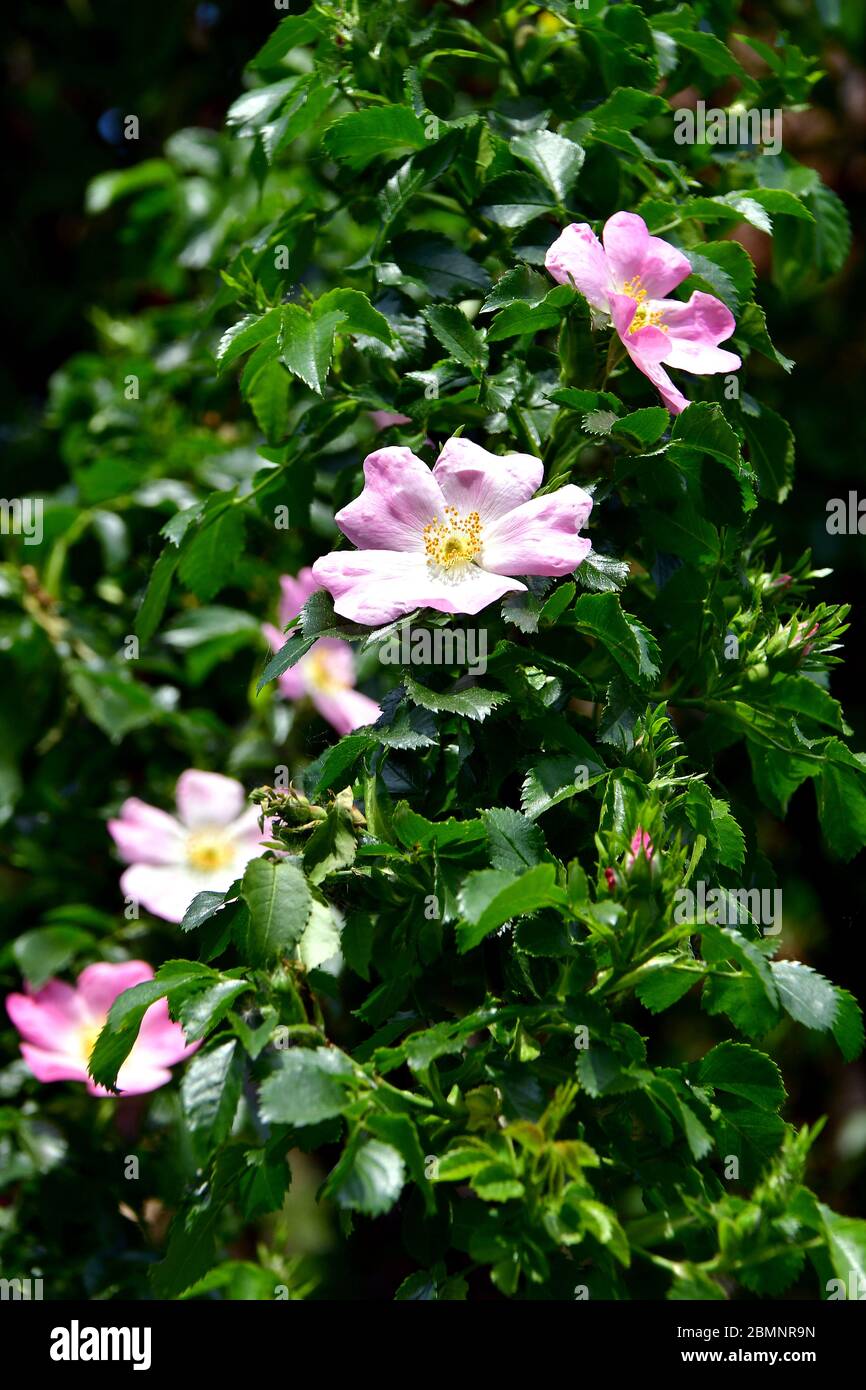 dog rose, Hunds-Rose, Rosa canina, vadrózsa Stock Photo - Alamy