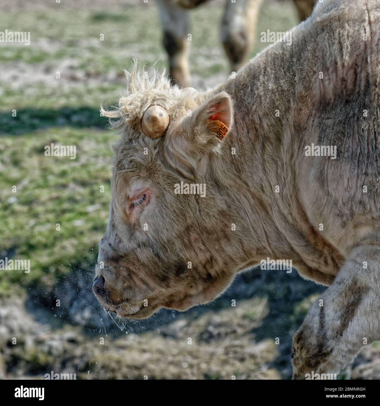 Bull livestock hi-res stock photography and images - Alamy