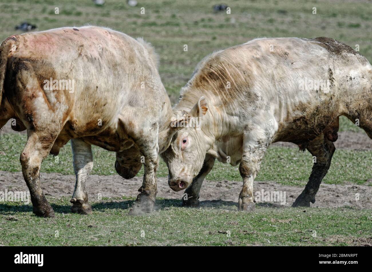 young bull playing on a beautiful sunny day Stock Photo - Alamy