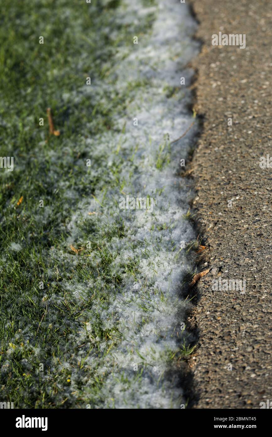 Pollen on the floor and the street Stock Photo - Alamy