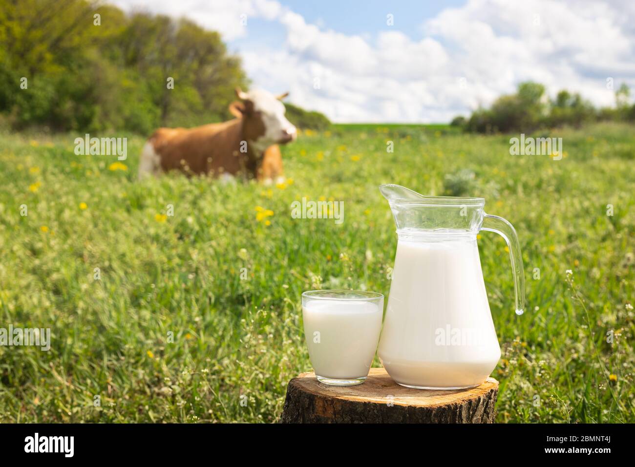 milk with cow on the background Stock Photo - Alamy