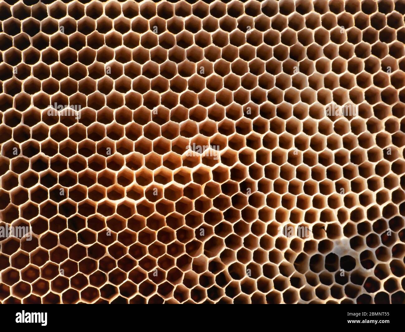 Close up of bee hive honey bee hexagonal cells Stock Photo - Alamy