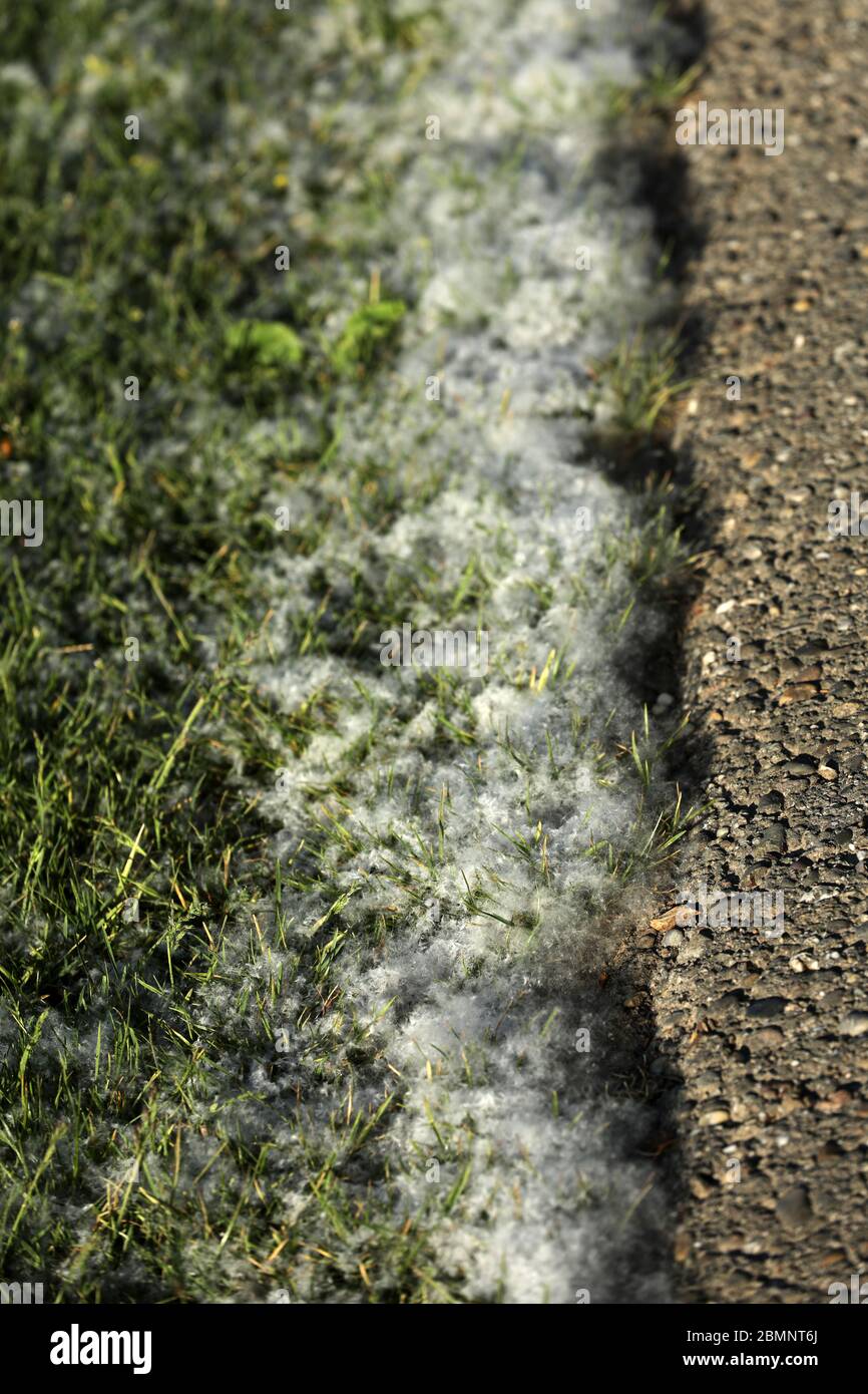 Pollen on the floor and the street Stock Photo - Alamy