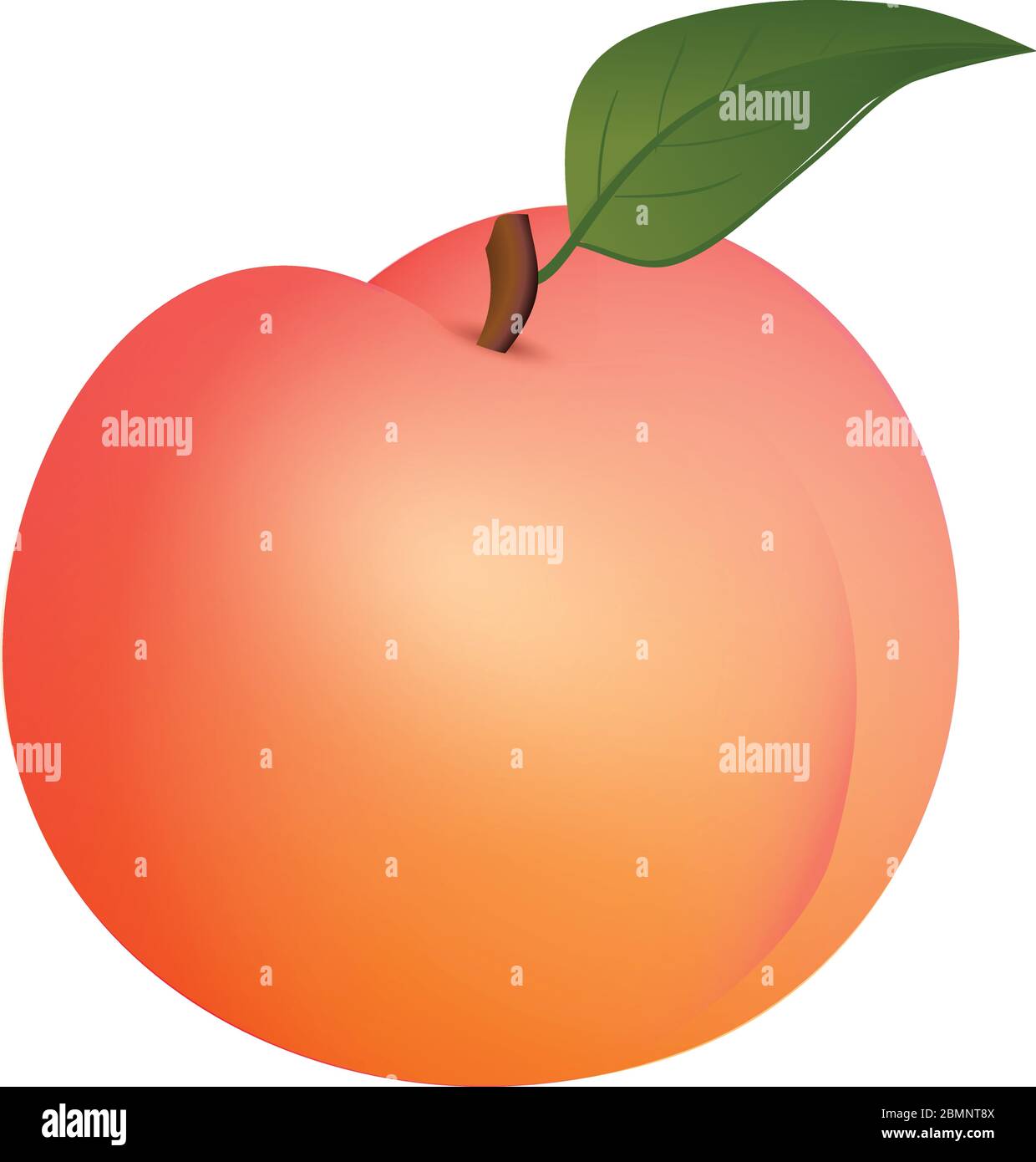 Fresh peach icon. Cartoon of fresh peach vector icon for web design ...