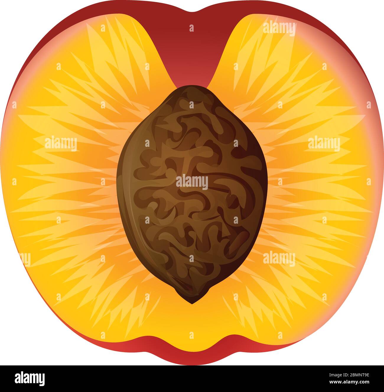 Half cutted peach icon. Cartoon of half cutted peach vector icon for ...