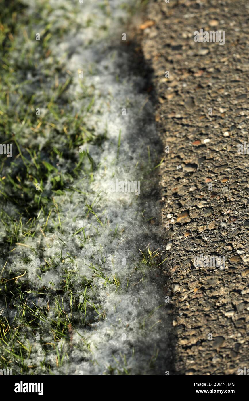 Pollen on the floor and the street Stock Photo - Alamy