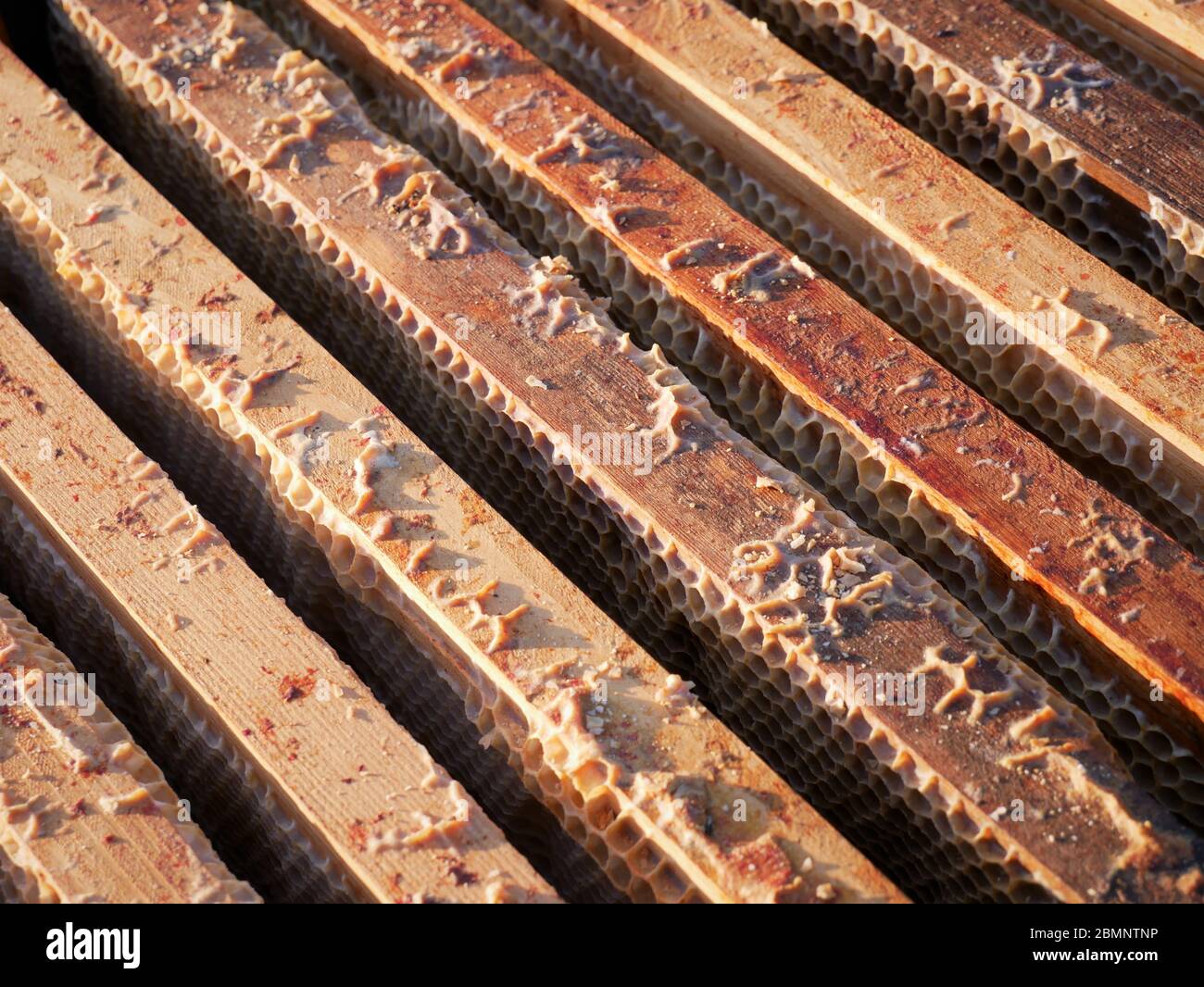 Close up of layers sections inside a honey bee hive wax and honey Stock ...