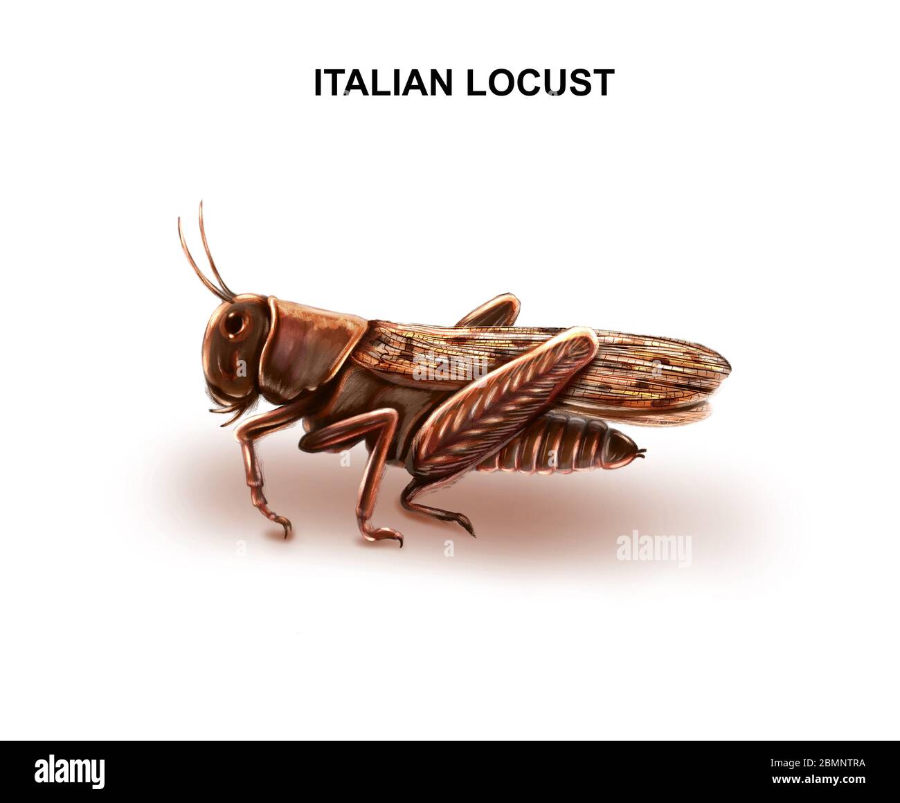 Illustration of the Italian locust (Prus Stock Photo - Alamy