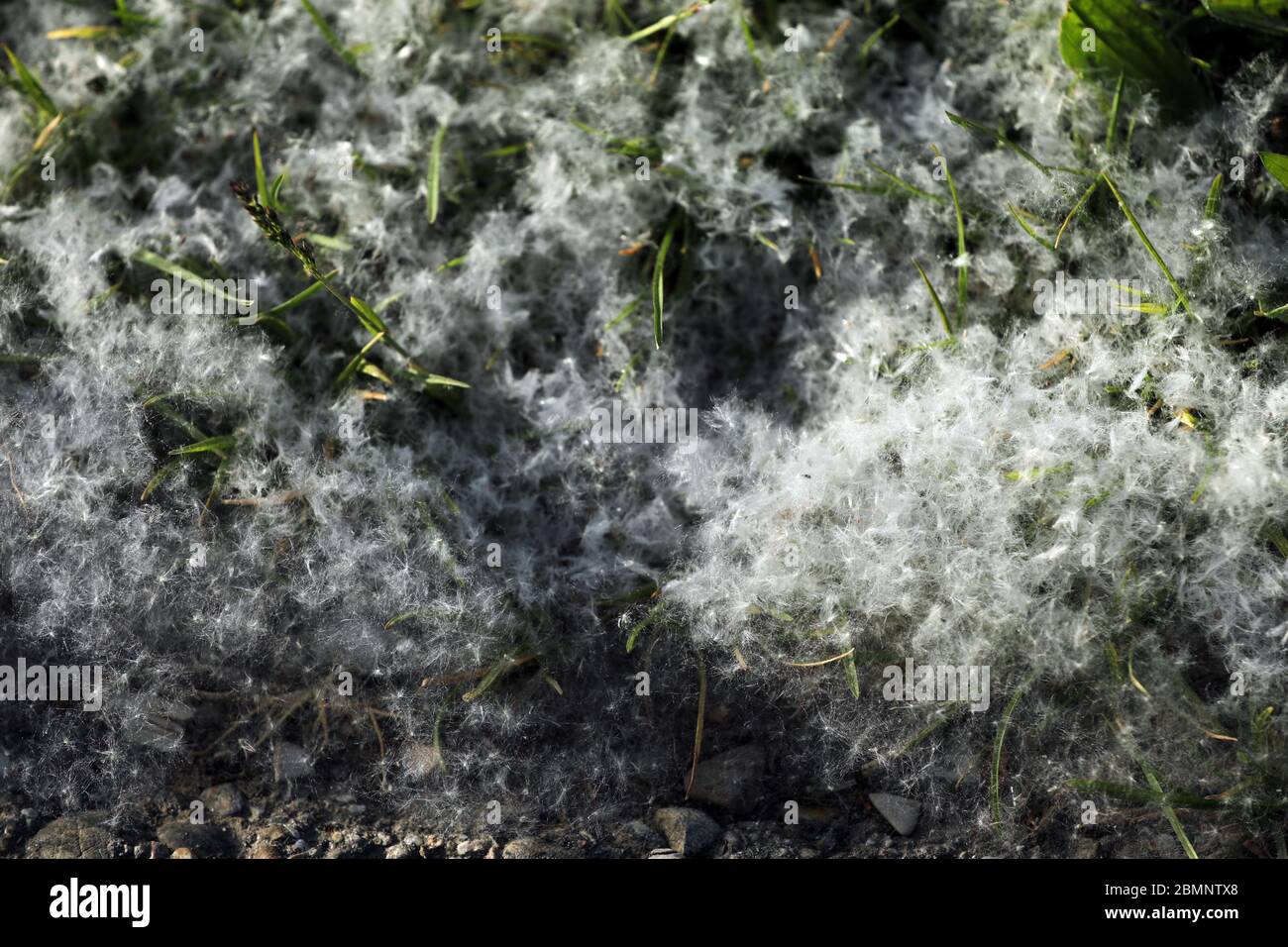 Poplar tree roadside hi-res stock photography and images - Alamy