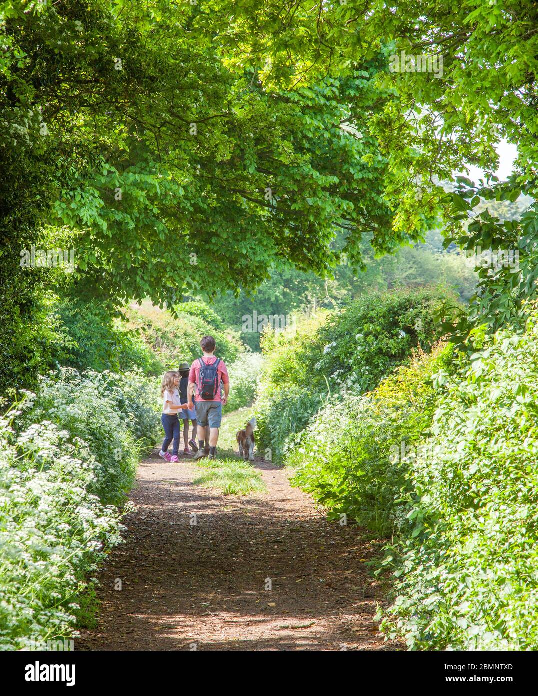 Family walking in the Cheshire countryside along a tree lined green ...