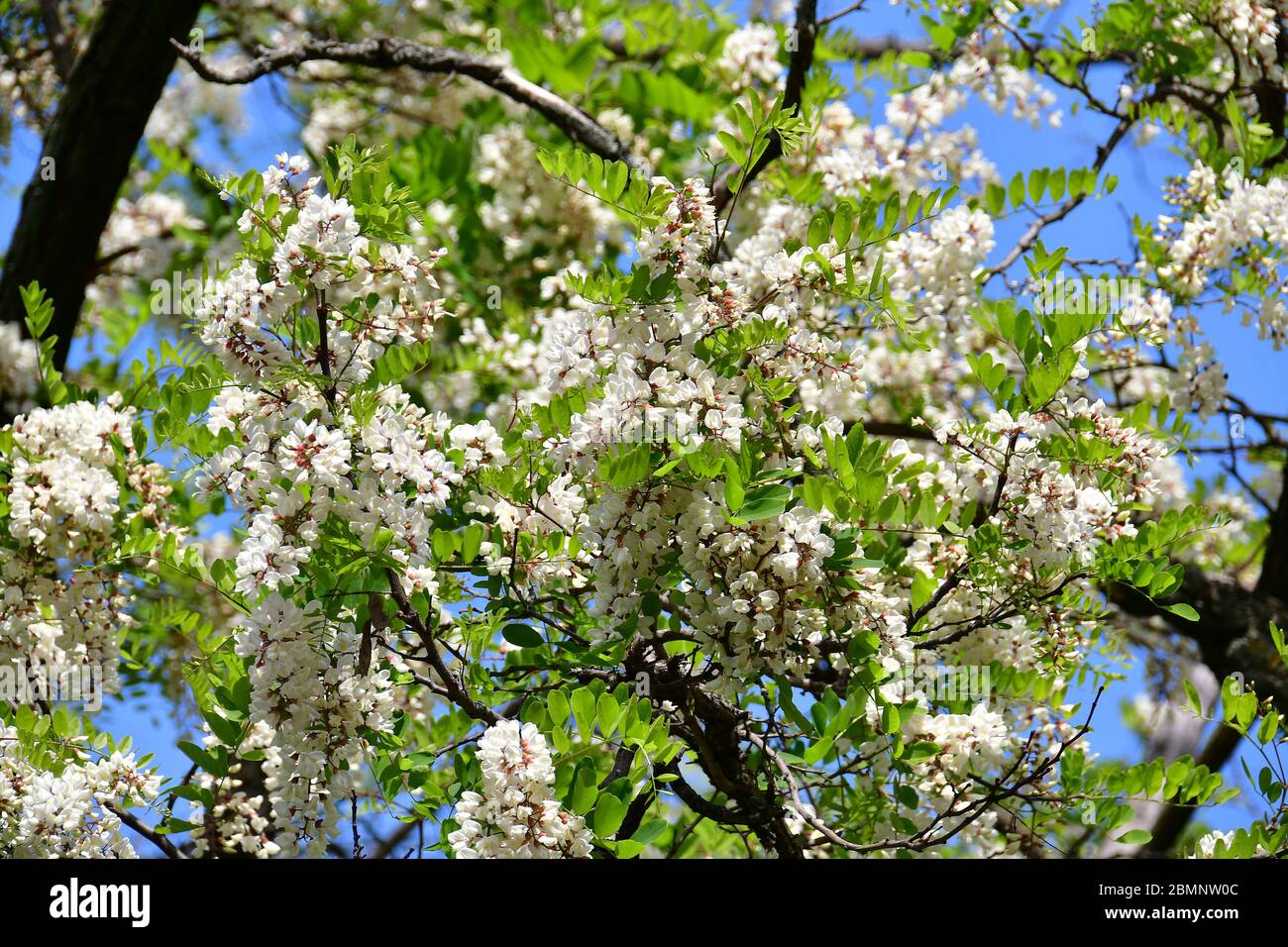 Falsche akazie hi-res stock photography and images - Alamy