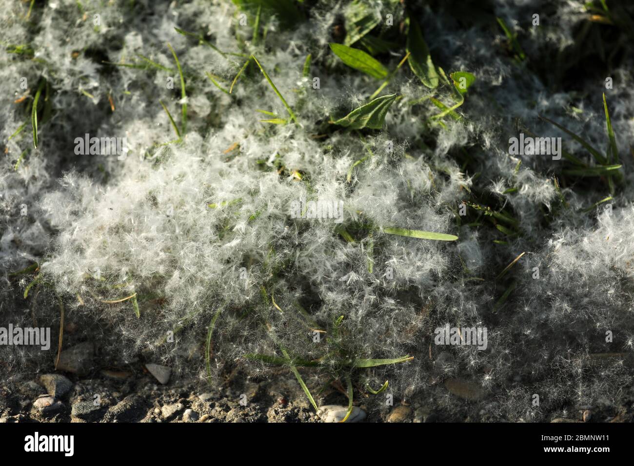 Pollen sneeze hi-res stock photography and images - Alamy