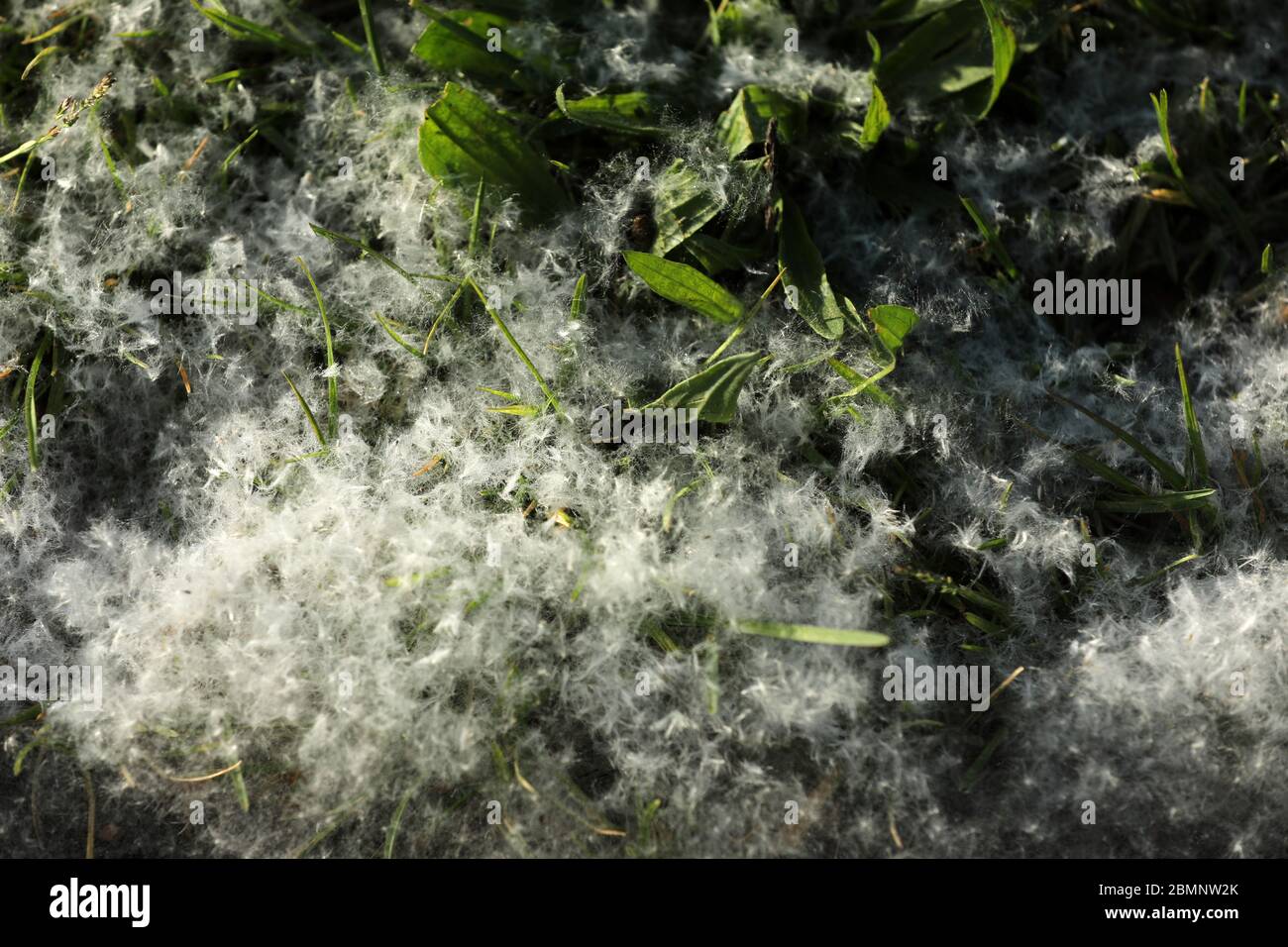 Grass pollen flight hi-res stock photography and images - Alamy