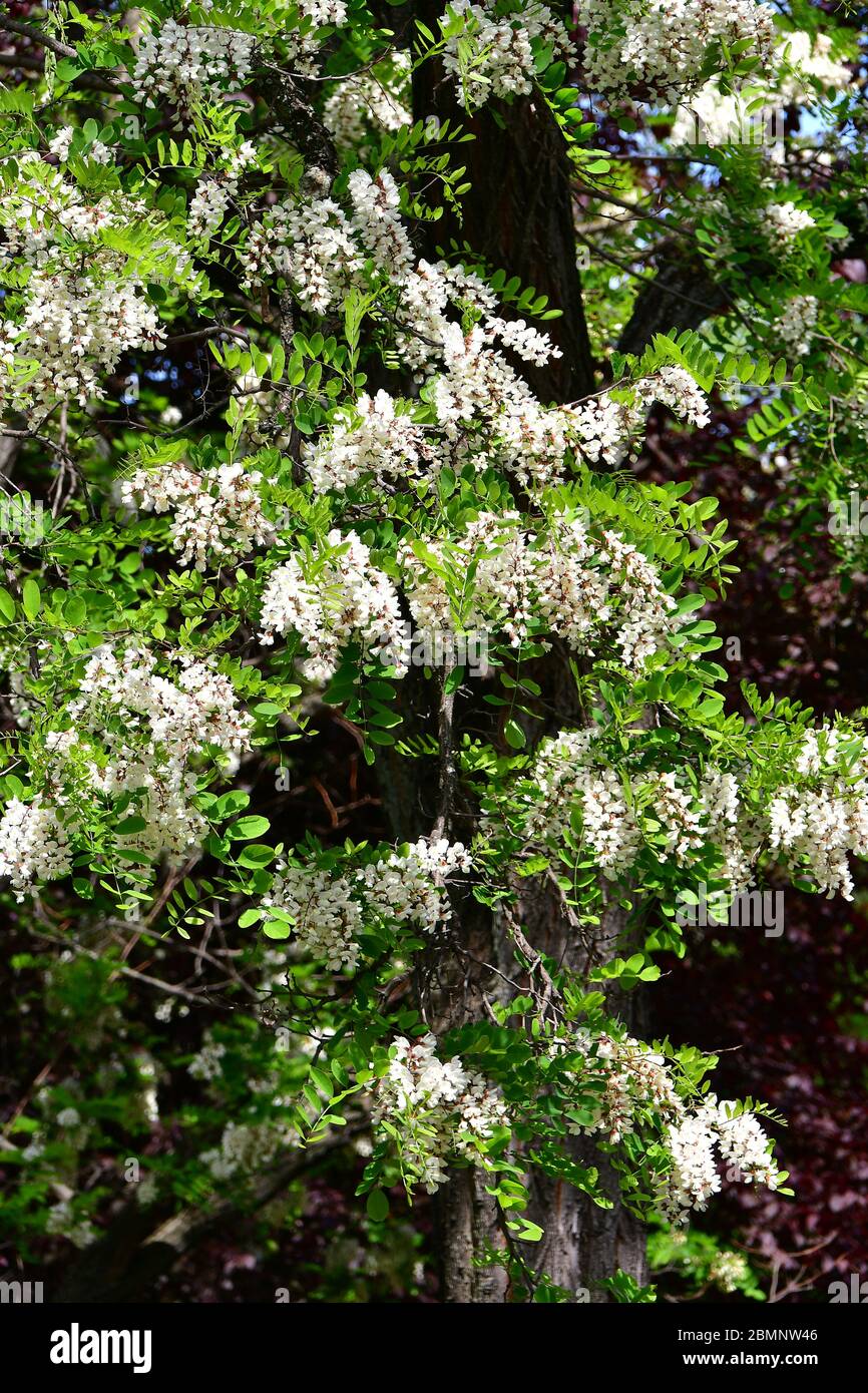 black locust, Gewöhnliche Robinie, Robinier faux-acacia, Robinia ...