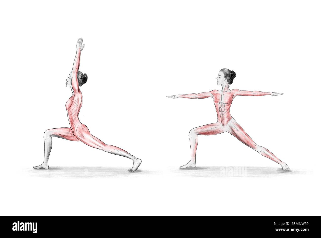 Vertebral column position hi-res stock photography and images - Alamy