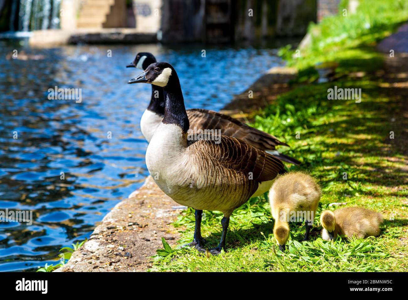 Family of geese by Regents Canal, London, UK Stock Photo - Alamy