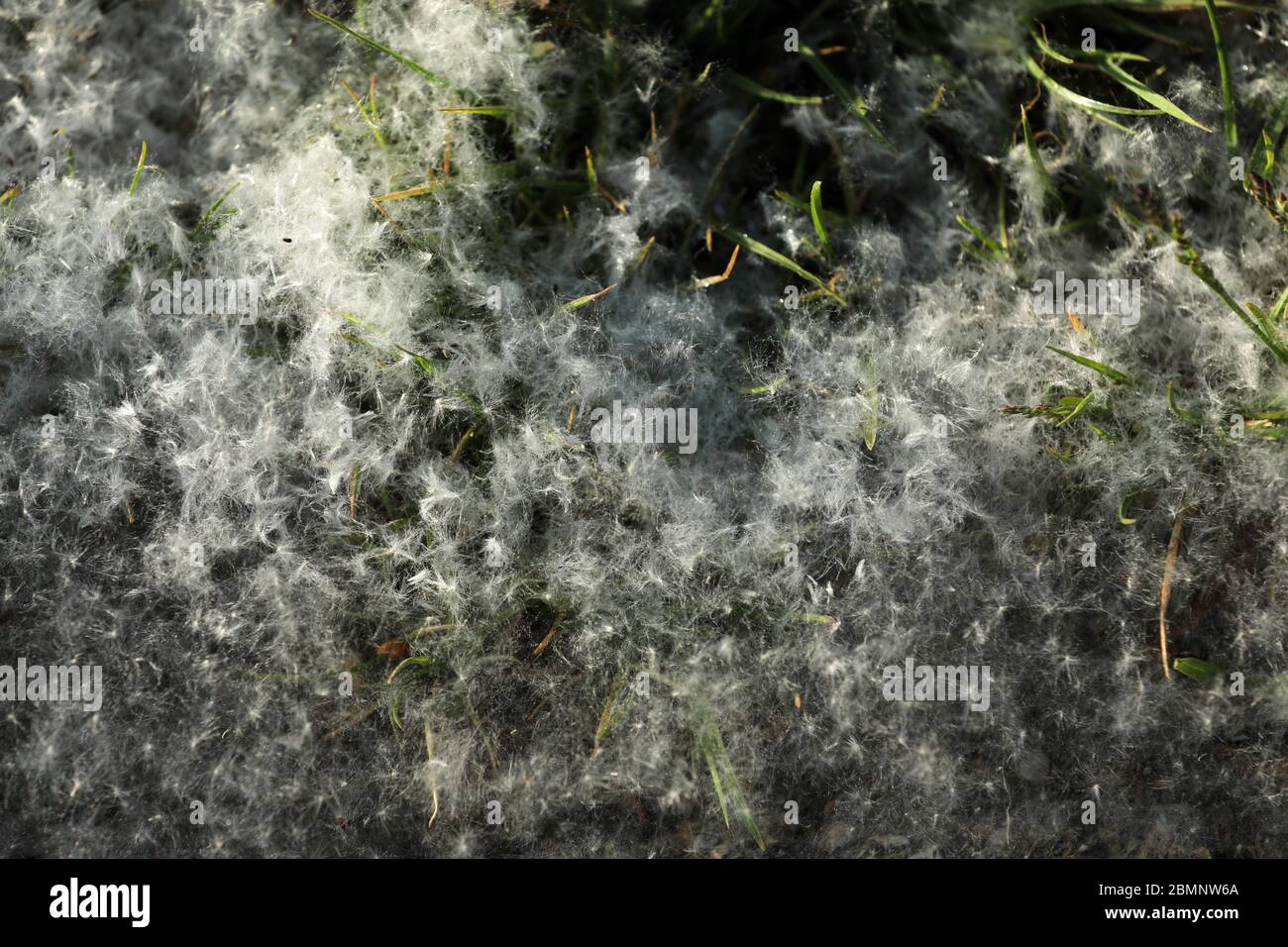 Pollen on the floor and the street Stock Photo - Alamy