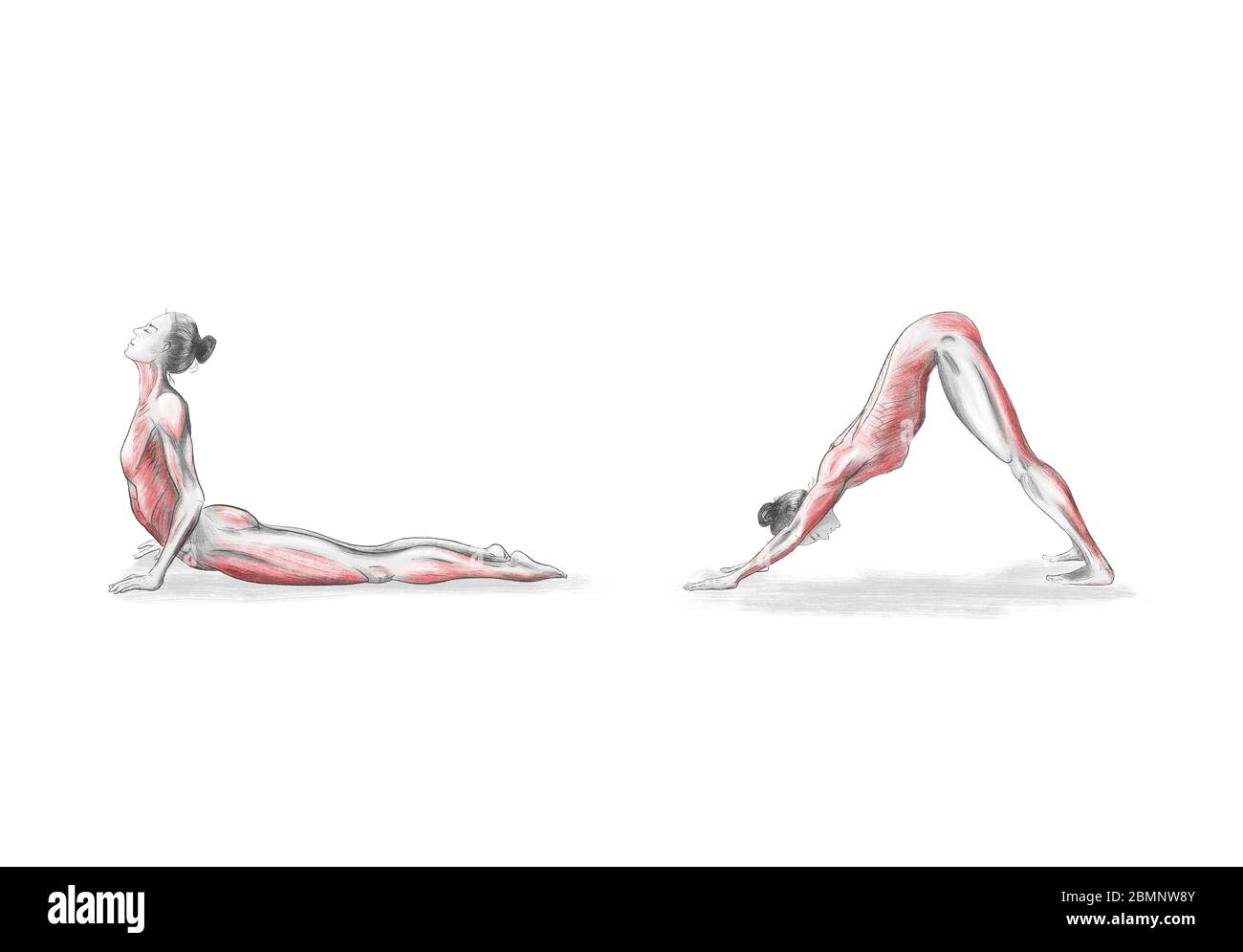 Woman back stretch illustration hi-res stock photography and images - Alamy