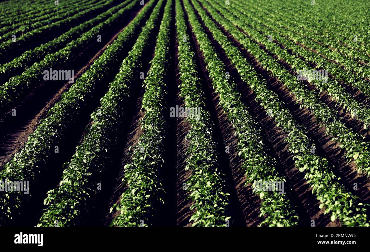 Field cultivation farm land Stock Photo - Alamy