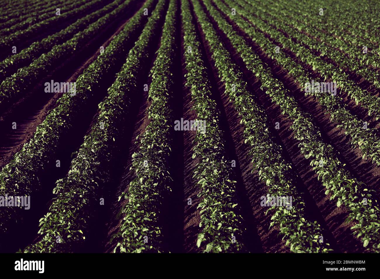 Field cultivation farm land Stock Photo - Alamy