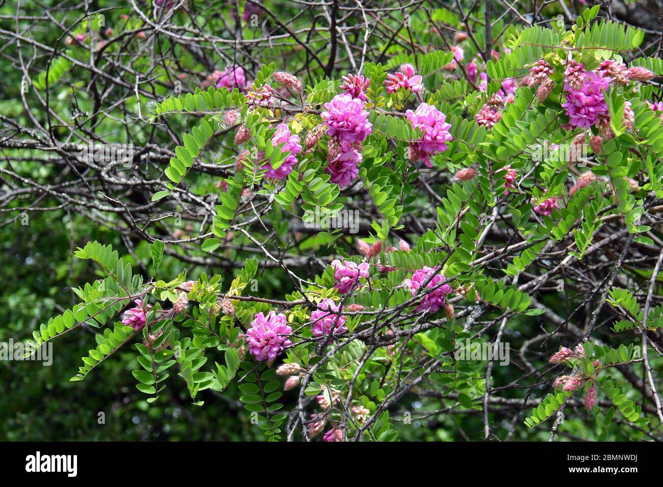 bristly locust, rose-acacia, or moss locust, Borstige Robinie, Robinia ...