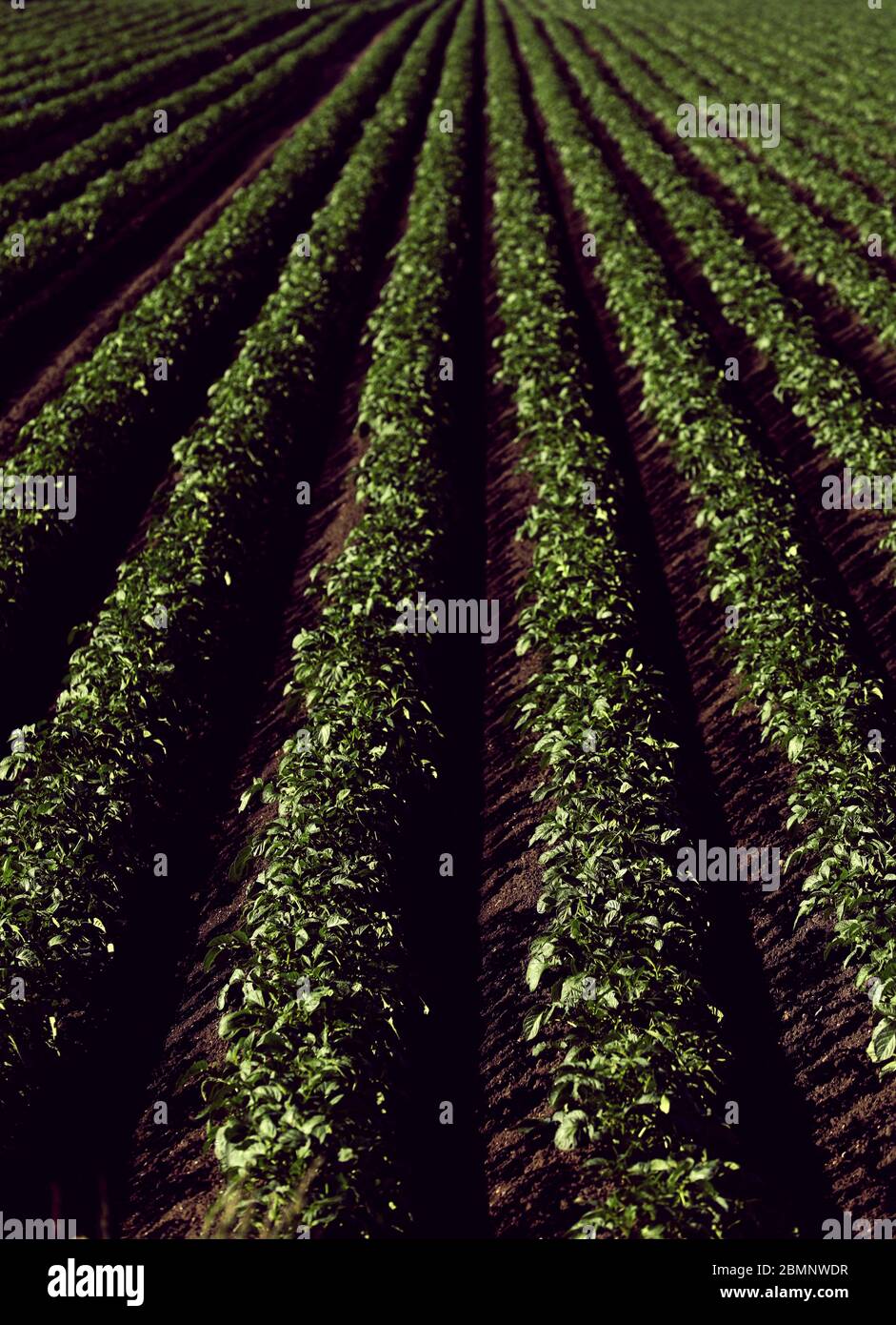 Field cultivation farm land Stock Photo - Alamy