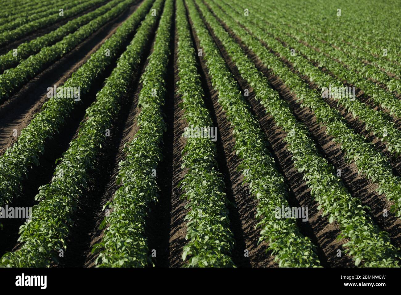 Field cultivation farm land Stock Photo - Alamy