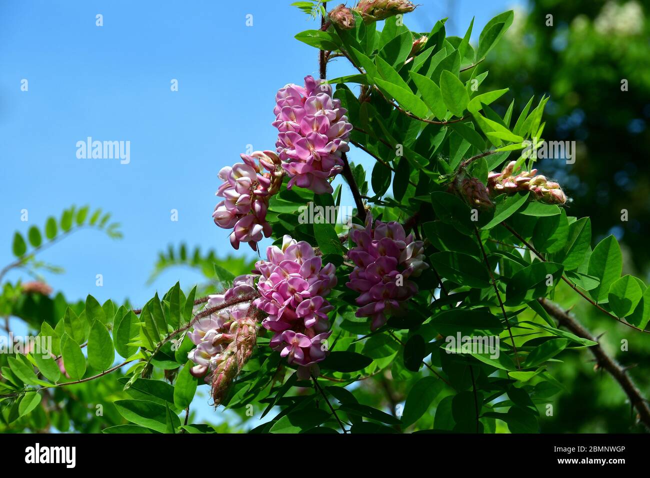 bristly locust, rose-acacia, or moss locust, Borstige Robinie, Robinia ...