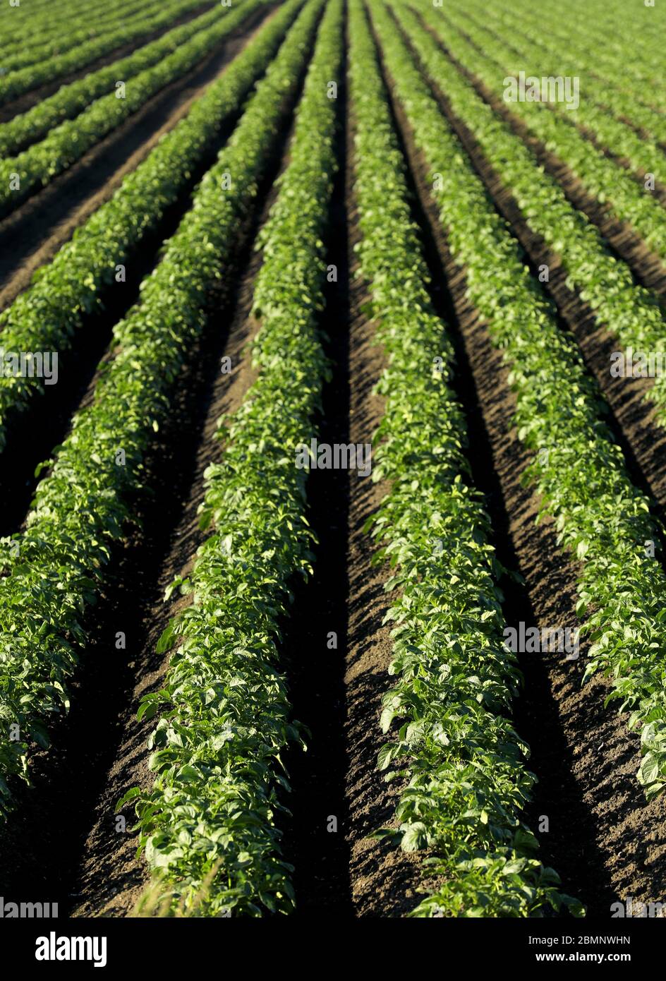 Field cultivation farm land Stock Photo - Alamy