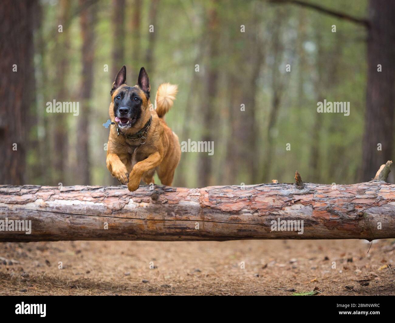 Malinois breed dog while jumping through a tree in the forest. Healthy ...