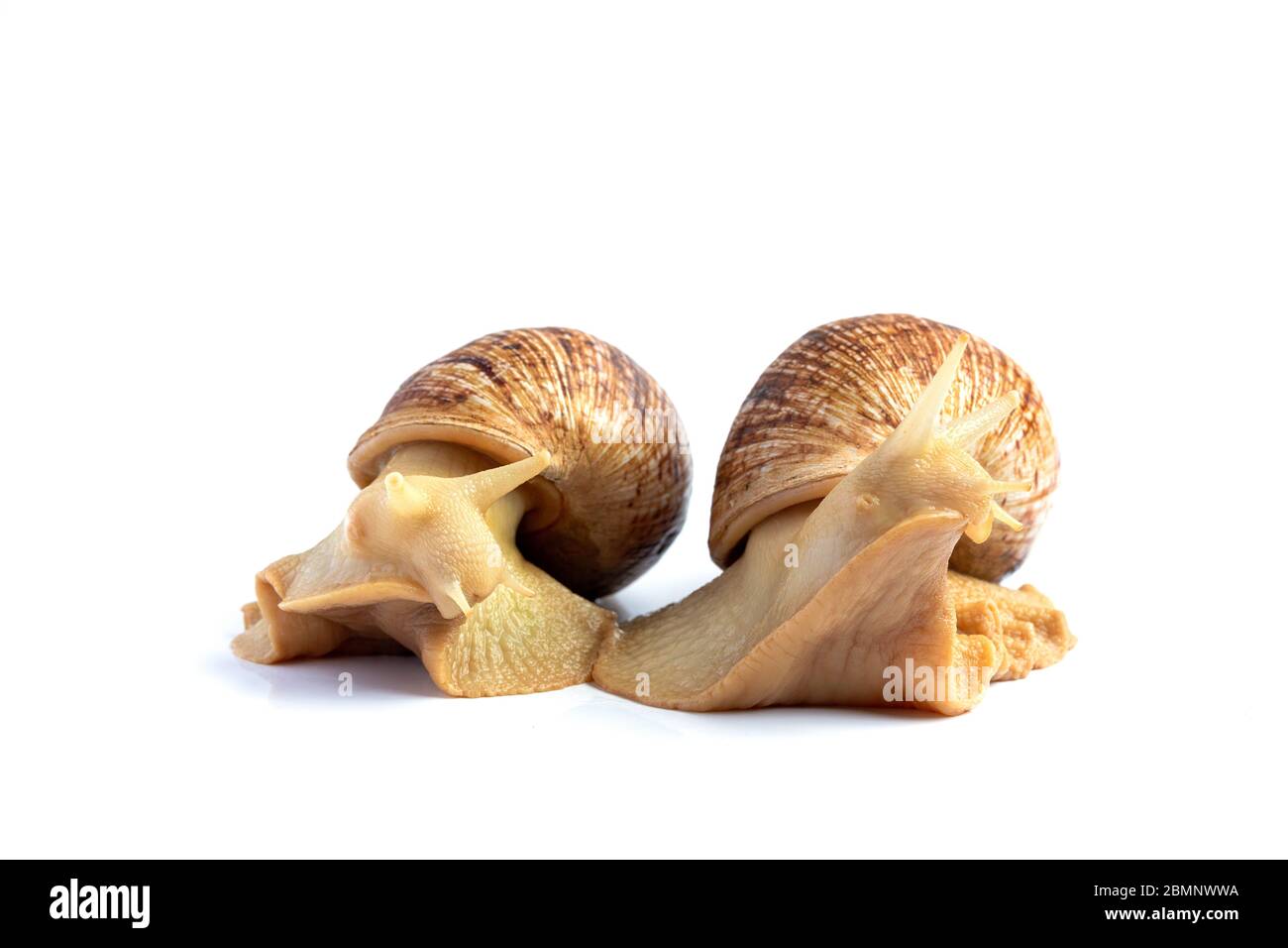 Right shell Cut Out Stock Images & Pictures - Alamy