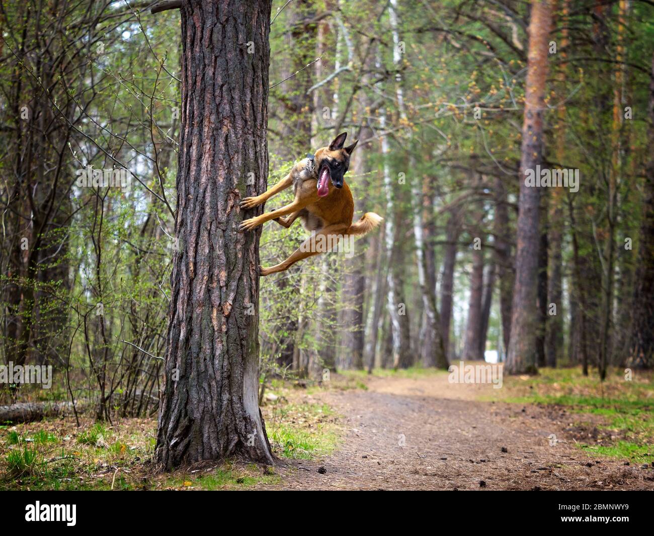 High jump Malinois dog breed with a support tree during a training ...