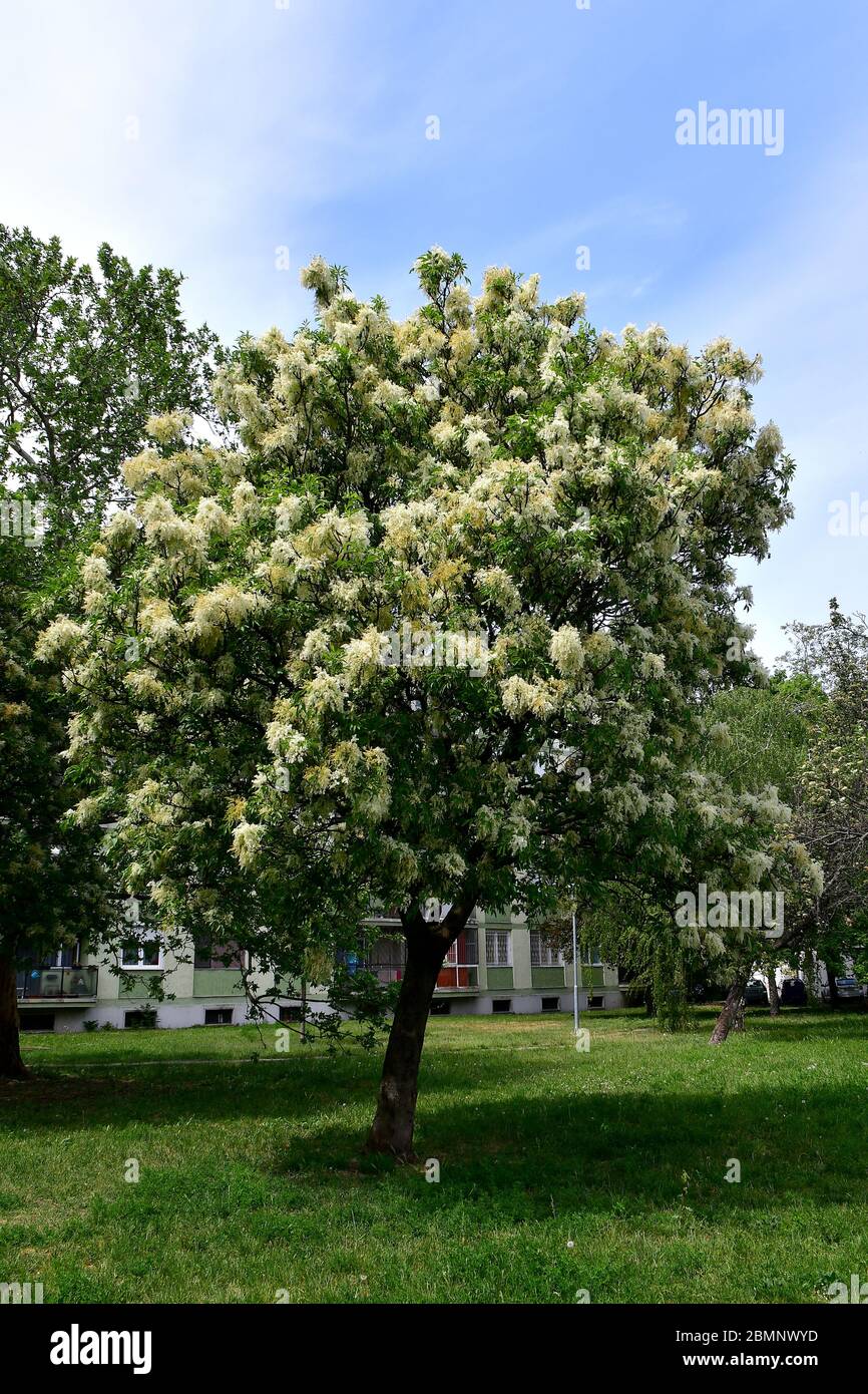 Budapest blumen hi-res stock photography and images - Alamy