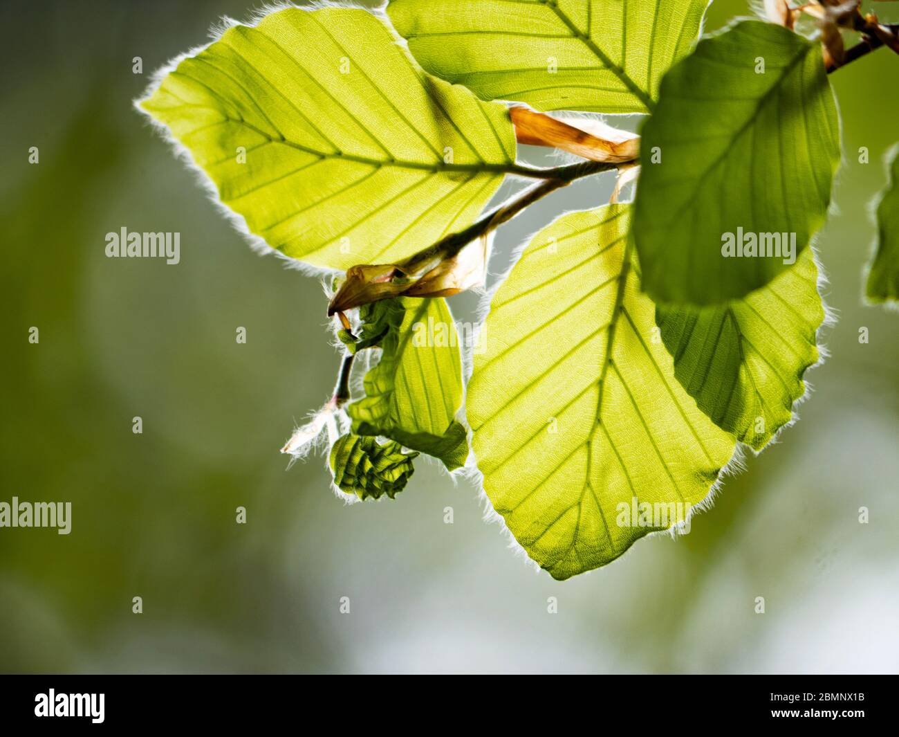 Bright green leaf. Magical nature, green beech leaves with beautiful ...